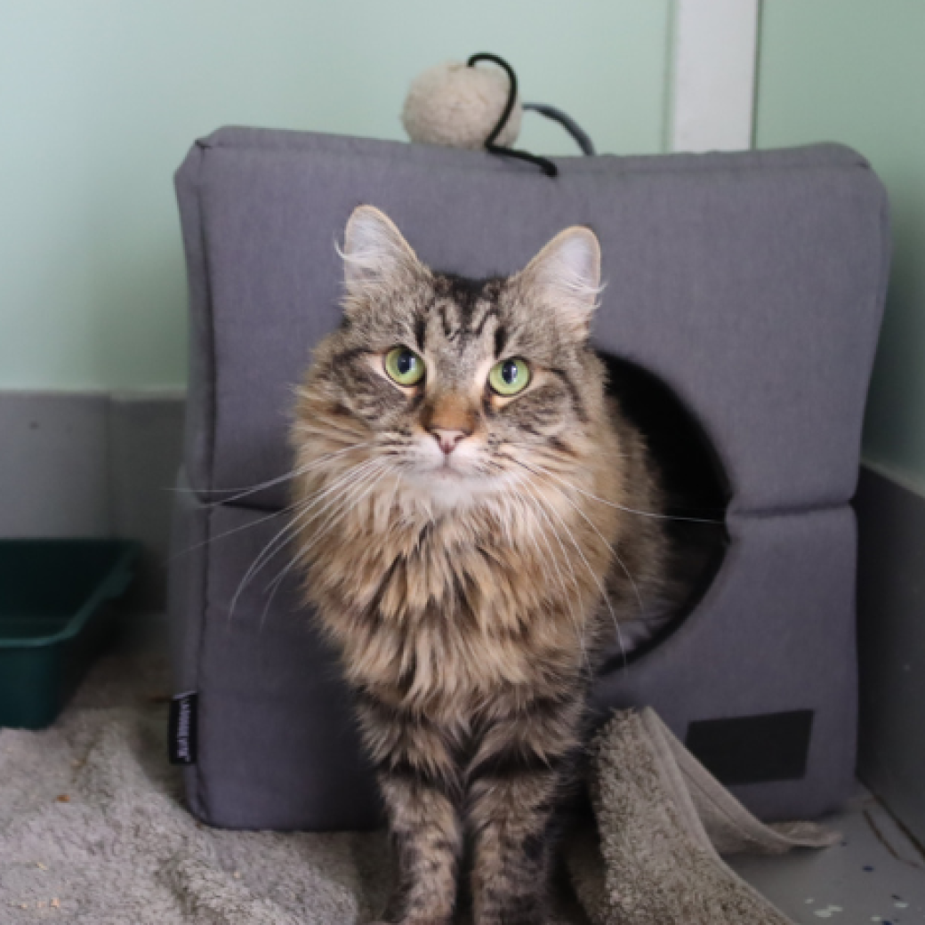 Adoption Process | RSPCA ACT